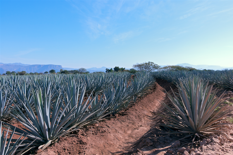 5 Fun Facts Plus 1 Travel Inspired Tequila Recipe 5-fun-facts-plus-1-travel-inspired-tequila-recipe
